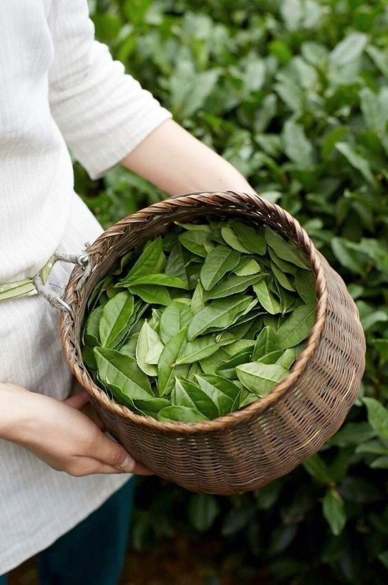 Longjing Tea: The Ultimate Guide to China’s Legendary Dragon Well Green ...