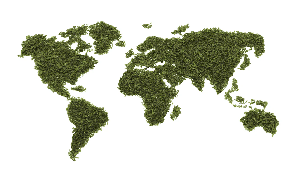 Where Did Tea Originate? Truths About Tea’s Ancient Roots That Will Fa ...