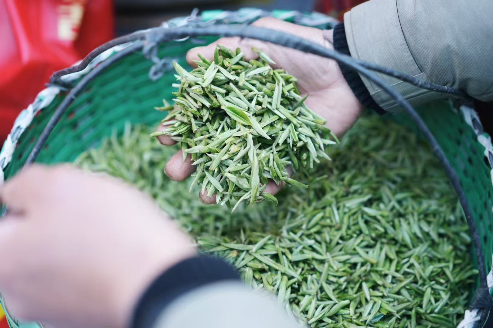 Where Did Tea Originate? – The Chinese Teapot shop