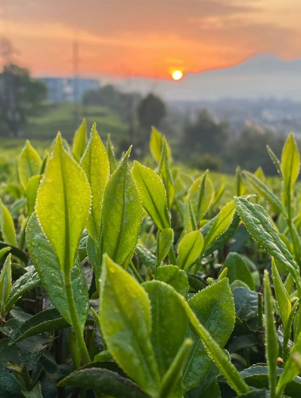 Tea Types Flower: Exploring the Beauty and Benefits of Floral Teas ...